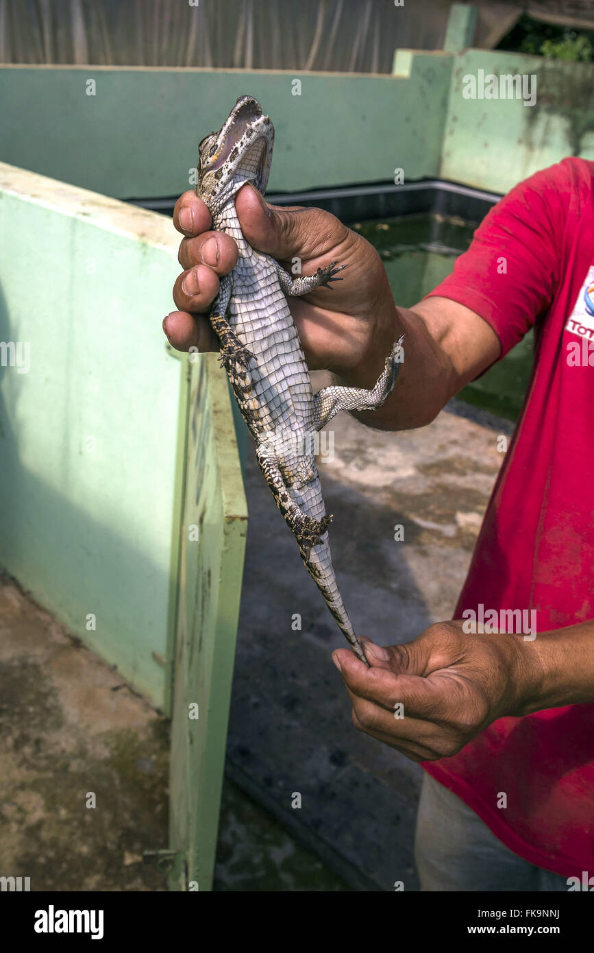 Baby caiman hi-res stock photography and images - Alamy