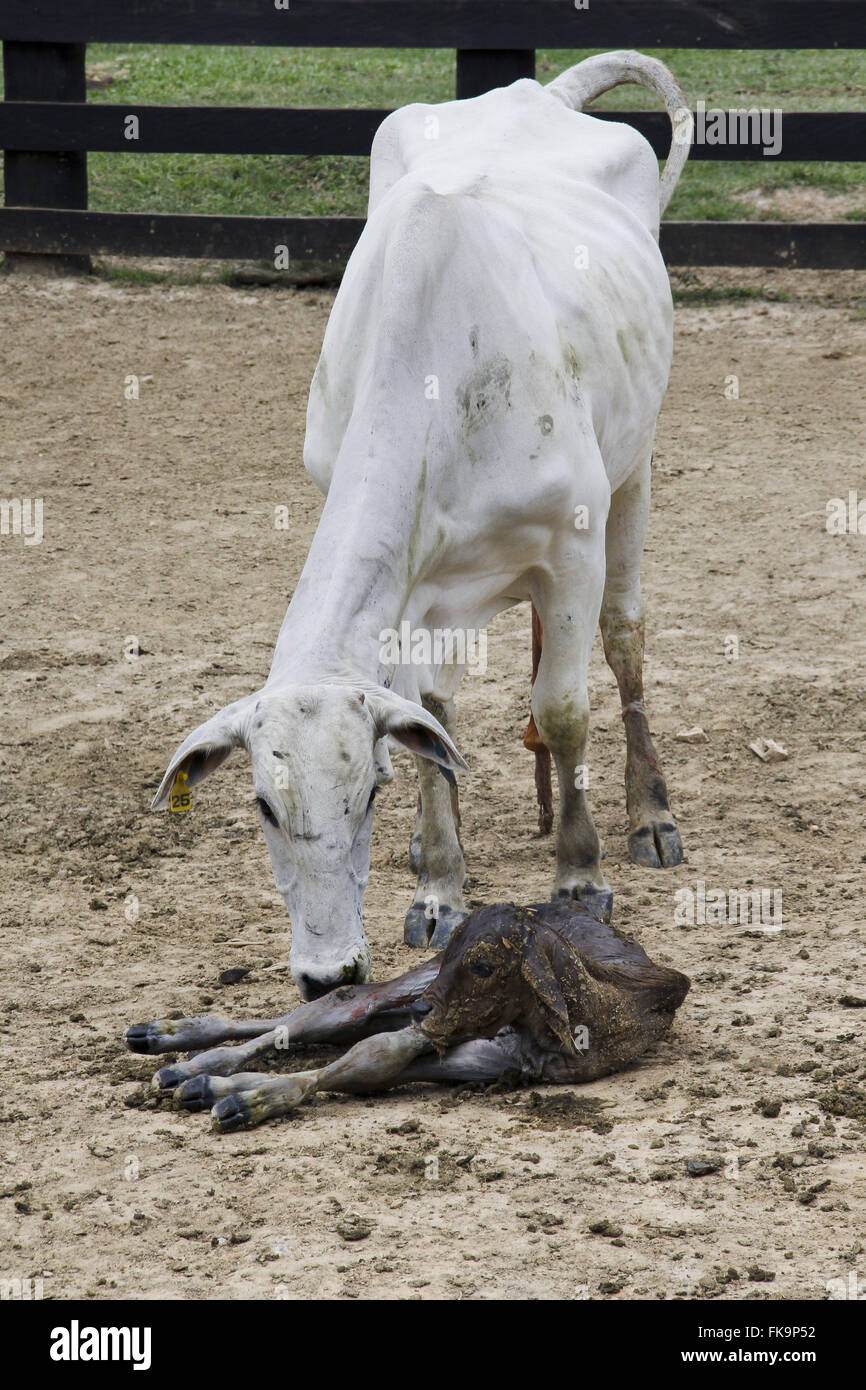 Smelling calf hi-res stock photography and images - Alamy
