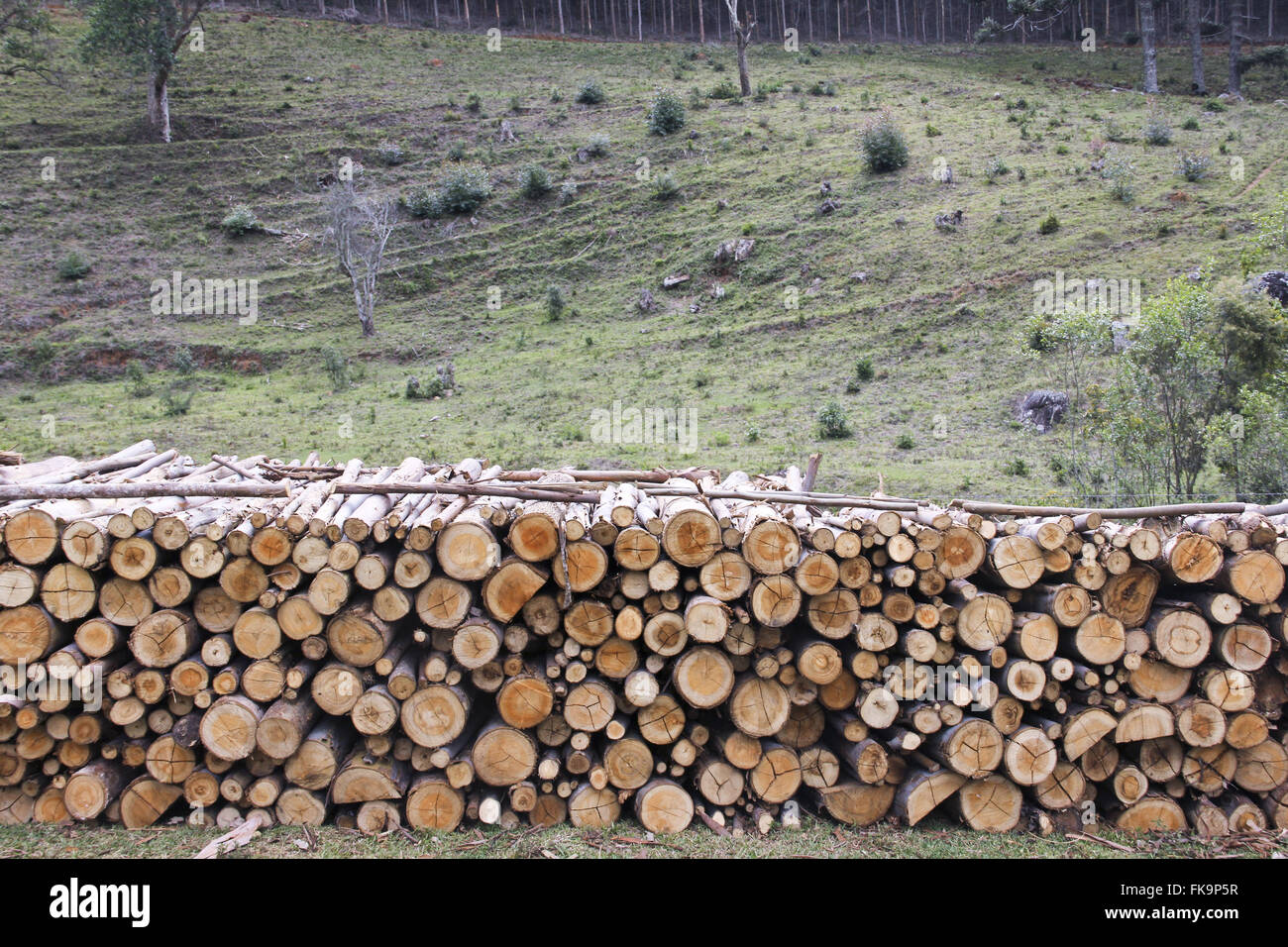 Eucalyptus logs hi-res stock photography and images - Alamy