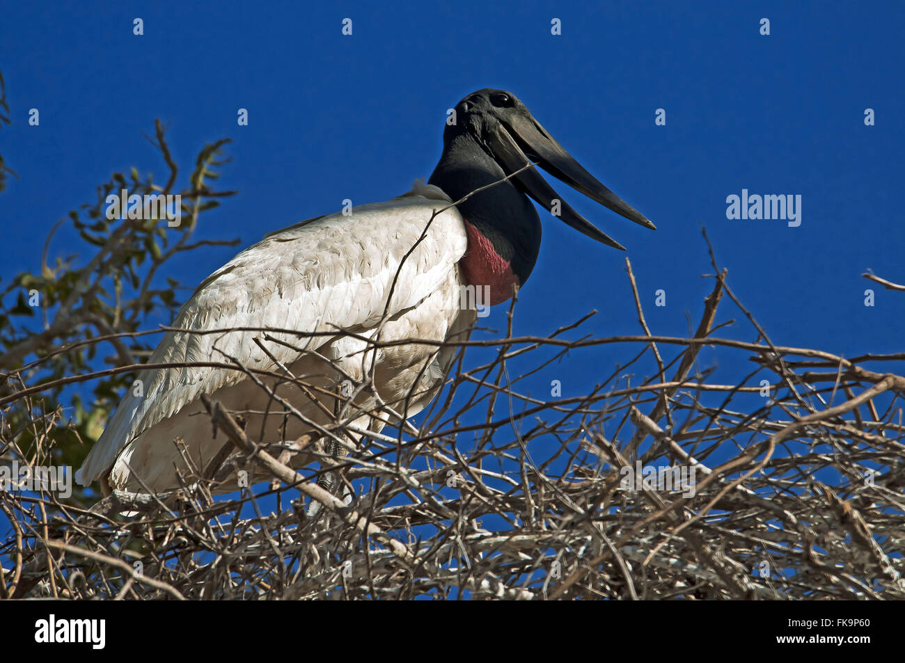 Tuiuiu in nest - bird symbol of the Pantanal - Pantanal Sul - Jabiru ...