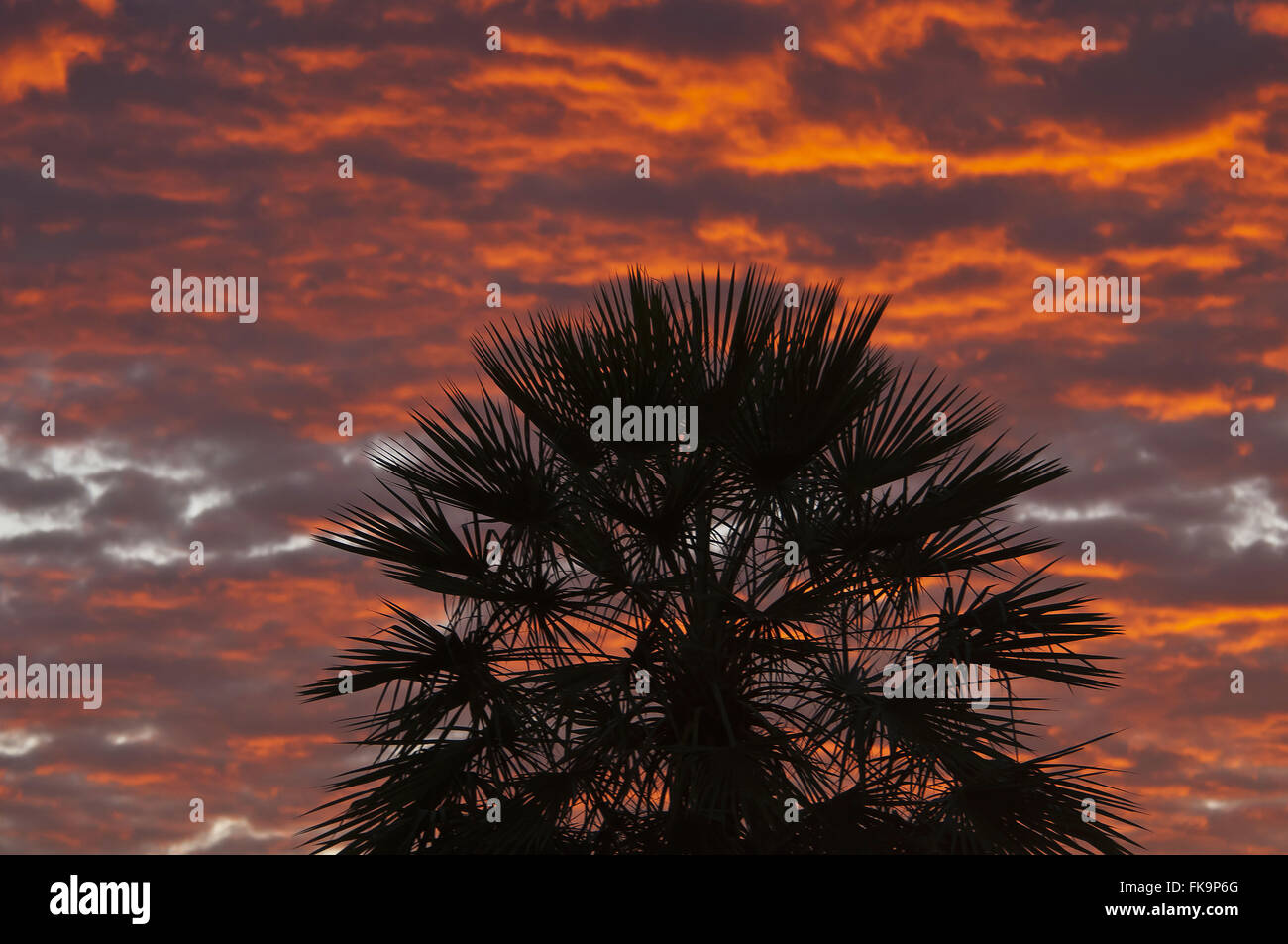 Landscape Palm Caranda at dusk - South Pantanal Stock Photo - Alamy