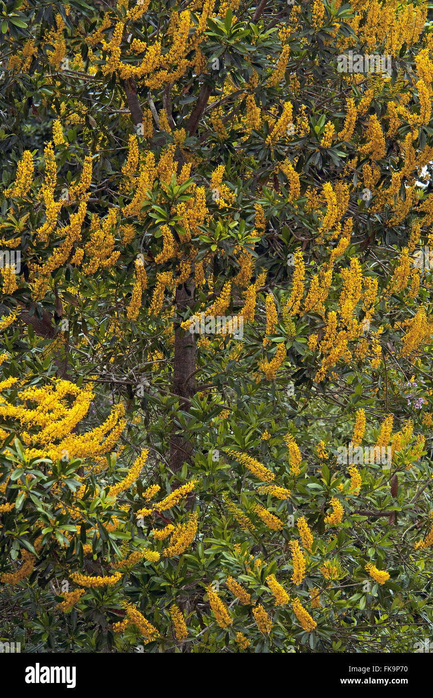 Florida Cambara the southern Pantanal - Drums Vochysia Stock Photo - Alamy