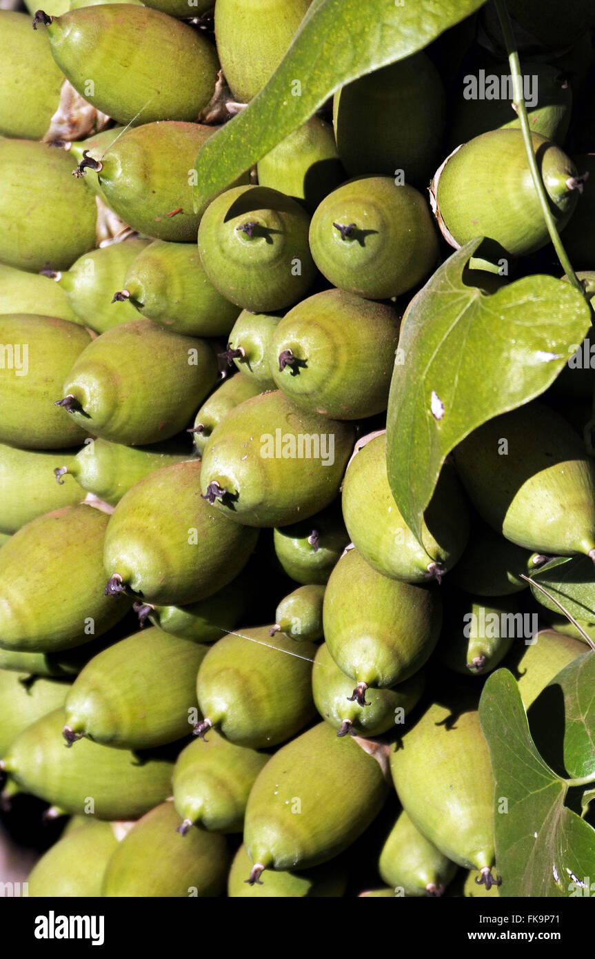 Fruits of the palm acuri - Scheelea phalerata - the Pantanal Stock ...