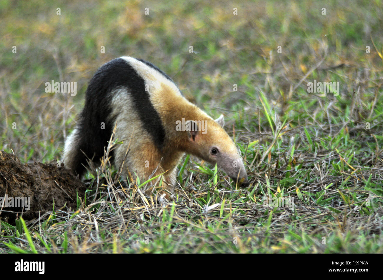 Anteater hi-res stock photography and images - Alamy