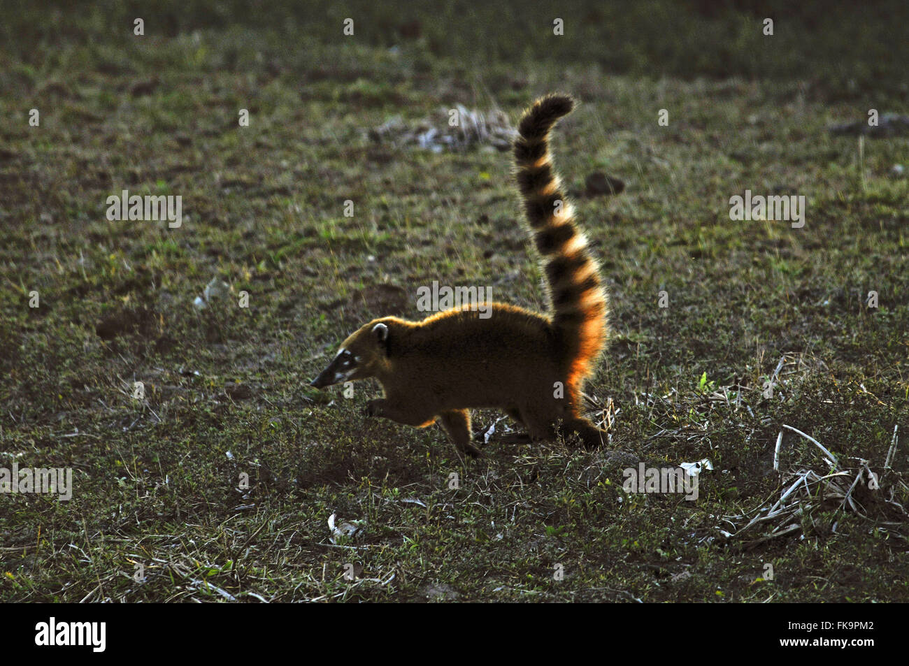 Raccoon tail hi-res stock photography and images - Alamy