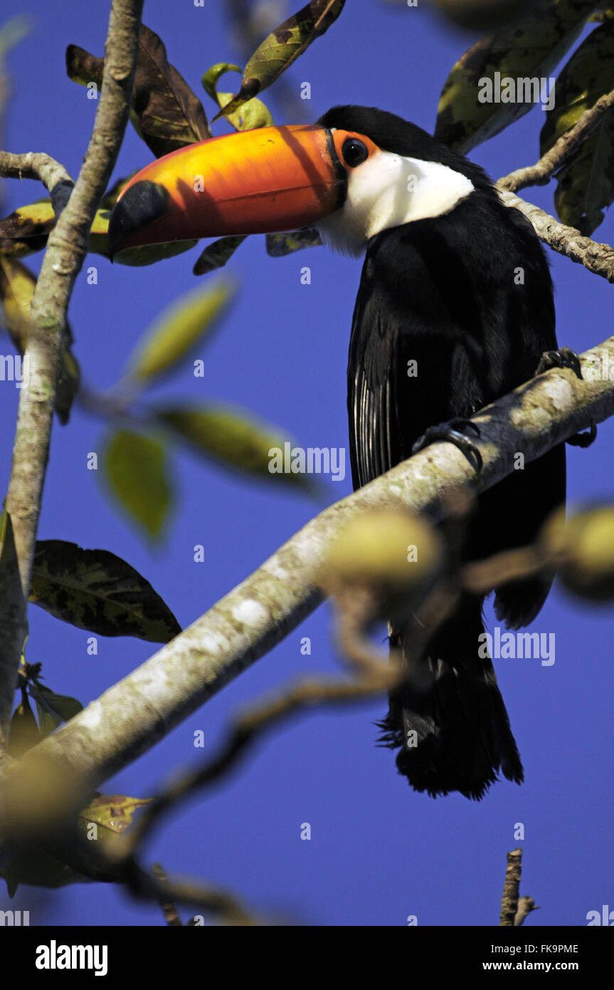 Toco toucan tree hi-res stock photography and images - Alamy