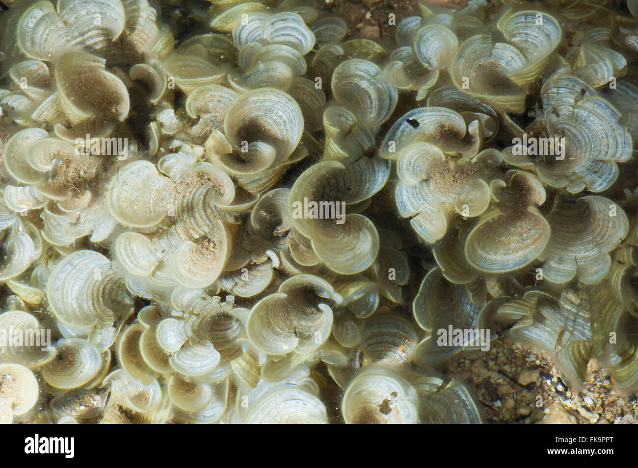 Mouse-ear - Padina sp Stock Photo - Alamy