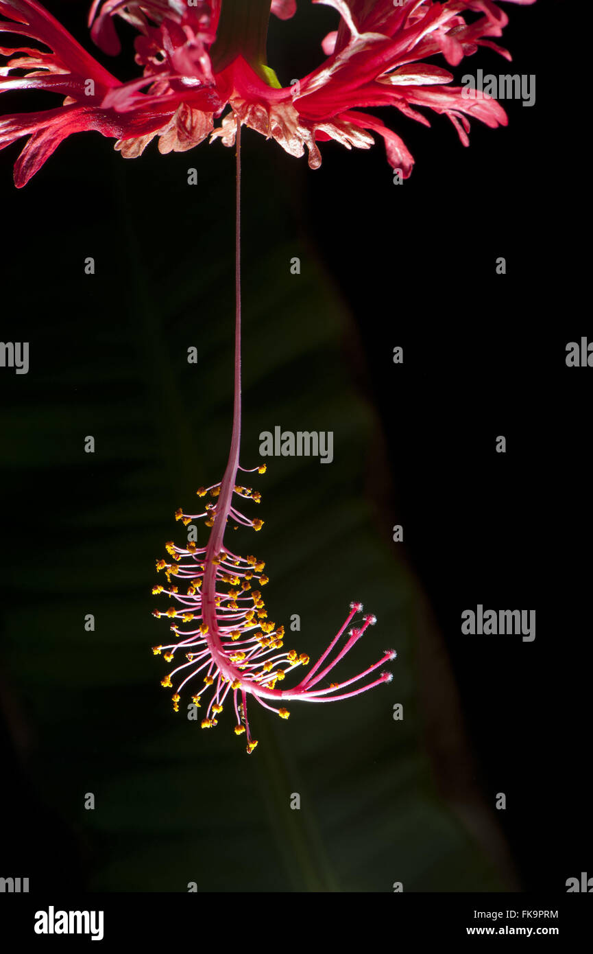 Hibiscus hi-res stock photography and images - Alamy