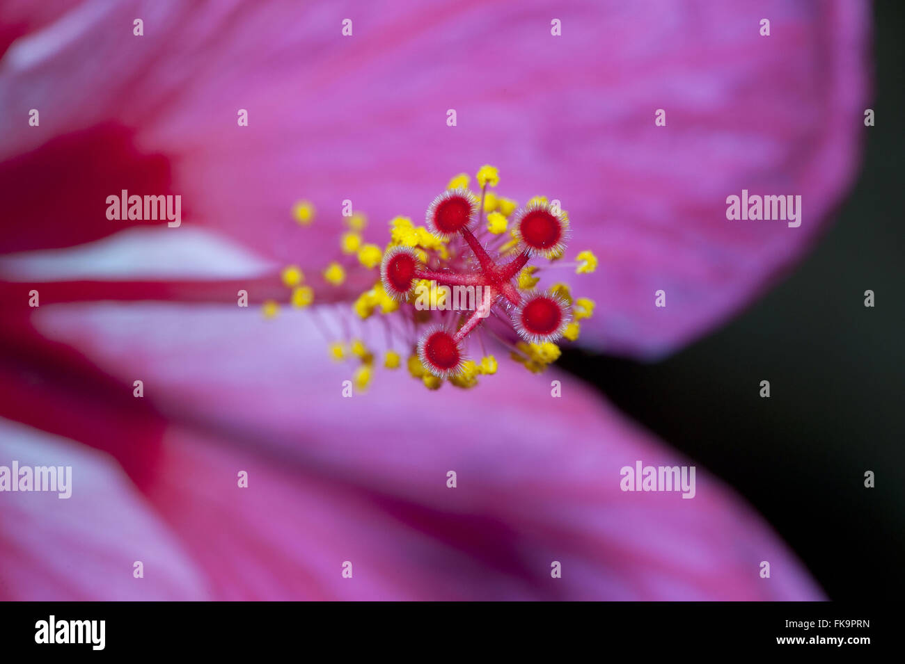 Detail of hibiscus - Hibiscus sp Stock Photo - Alamy