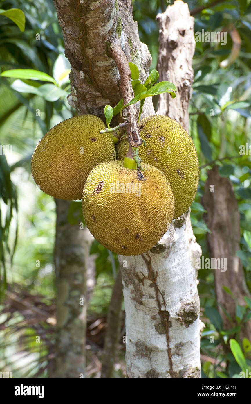 Artocarpus hi-res stock photography and images - Alamy