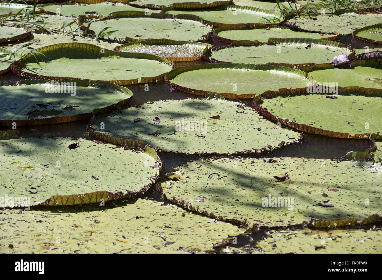Victoria regia leaf hi-res stock photography and images - Alamy