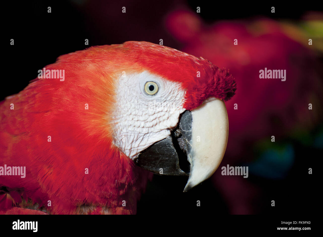 Red macaw face hi-res stock photography and images - Alamy