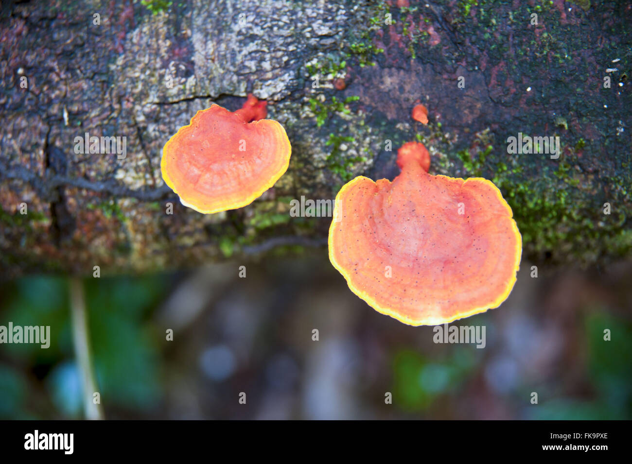 Wood ear fungus hi-res stock photography and images - Alamy