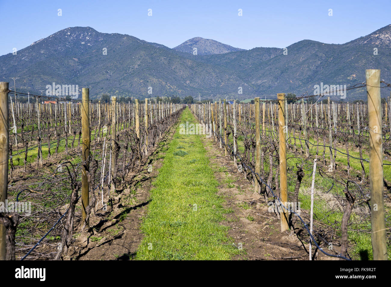 Mountain grape hi-res stock photography and images - Alamy