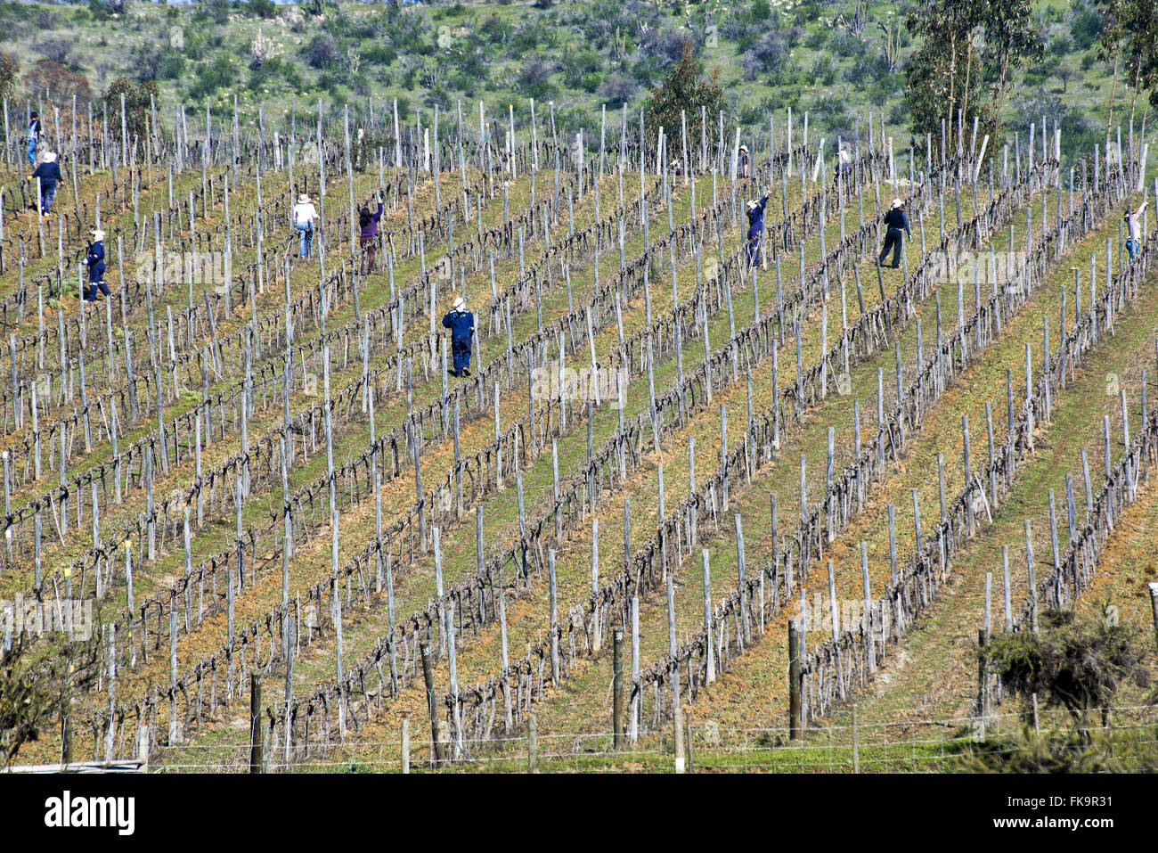 Workers in plantation of organic grape production of organic wine Stock ...