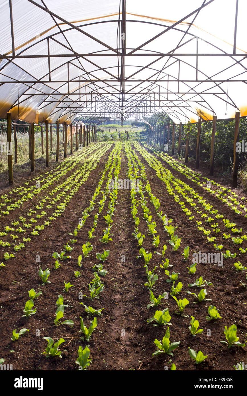 Glass soil hi-res stock photography and images - Alamy