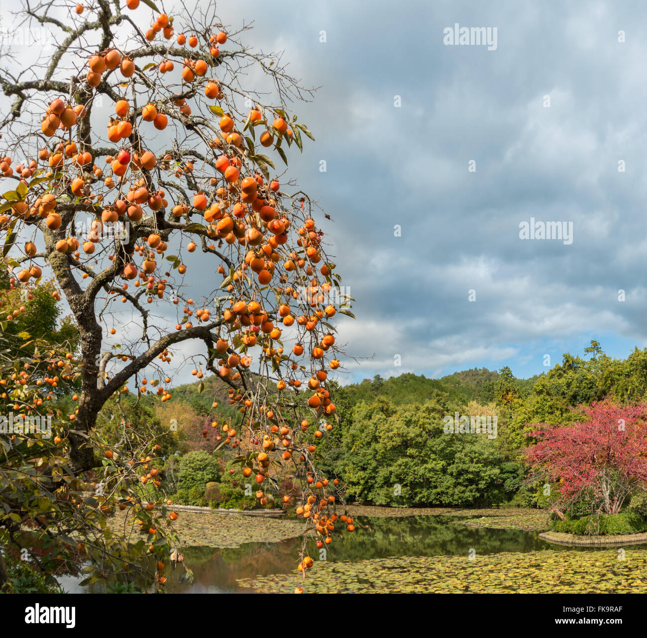 Persimmon tree hi-res stock photography and images - Alamy