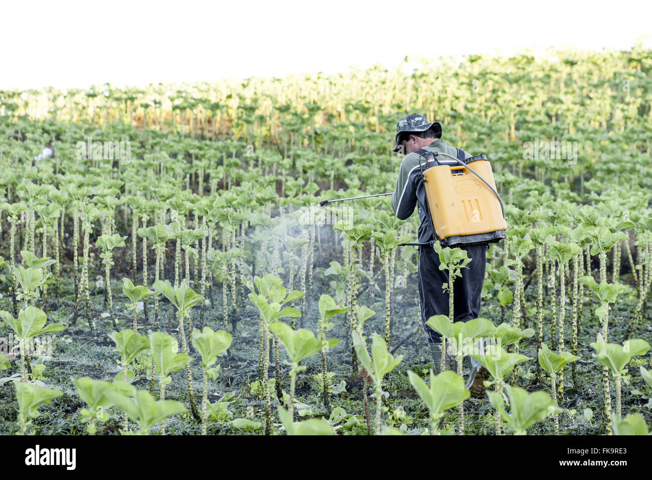 Spraying of insecticide with cabbage plantation in costal Stock Photo ...