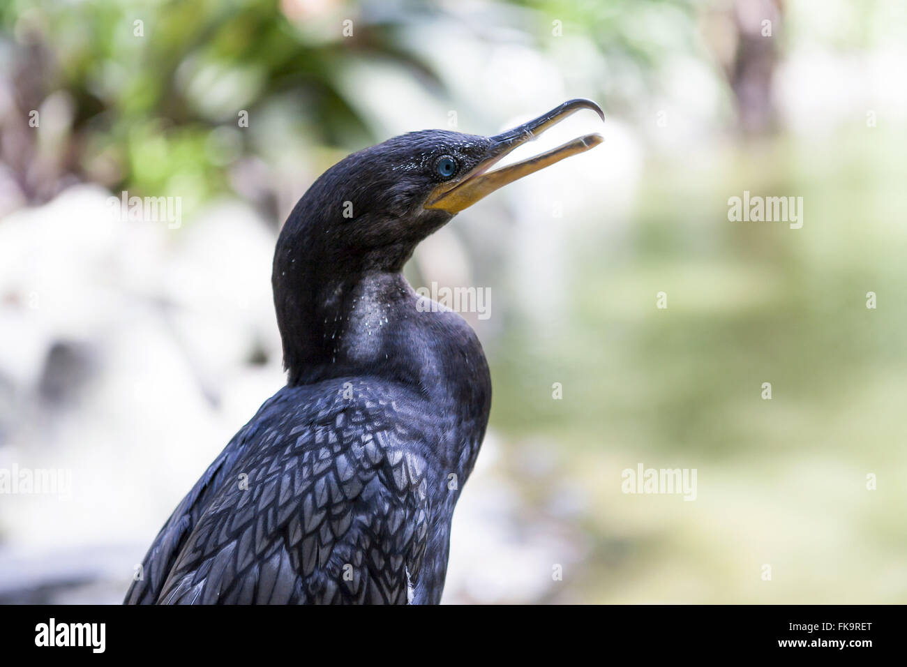 Bigua hi-res stock photography and images - Alamy