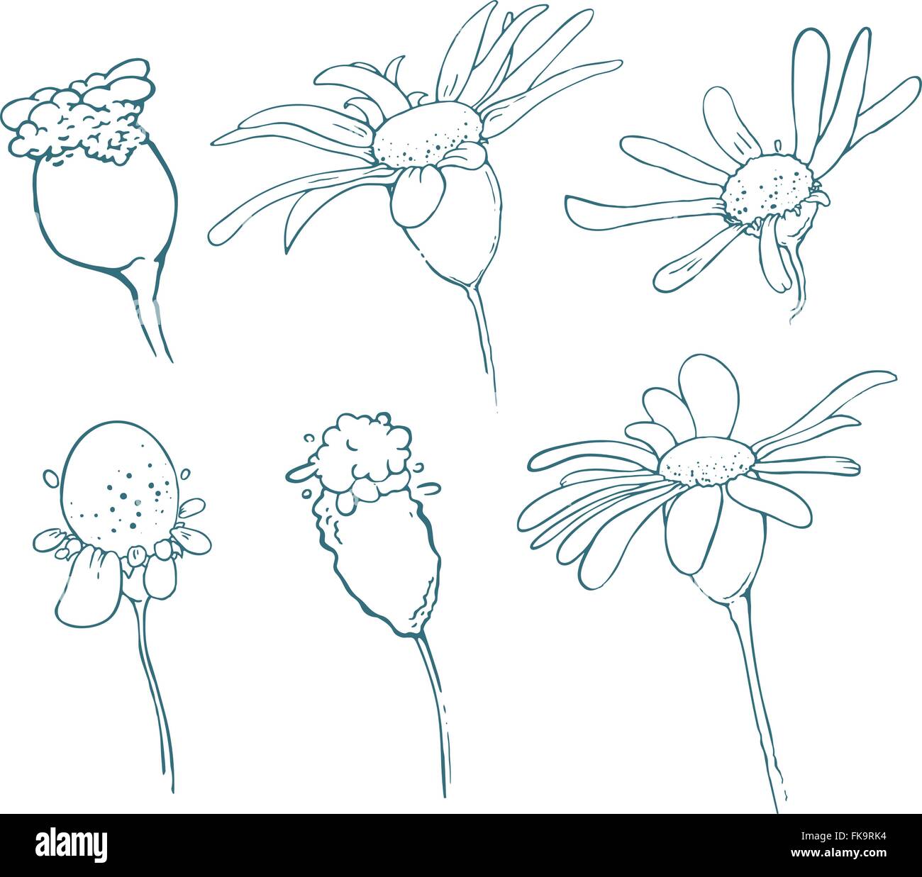 Linear floral design elements hi-res stock photography and images - Alamy