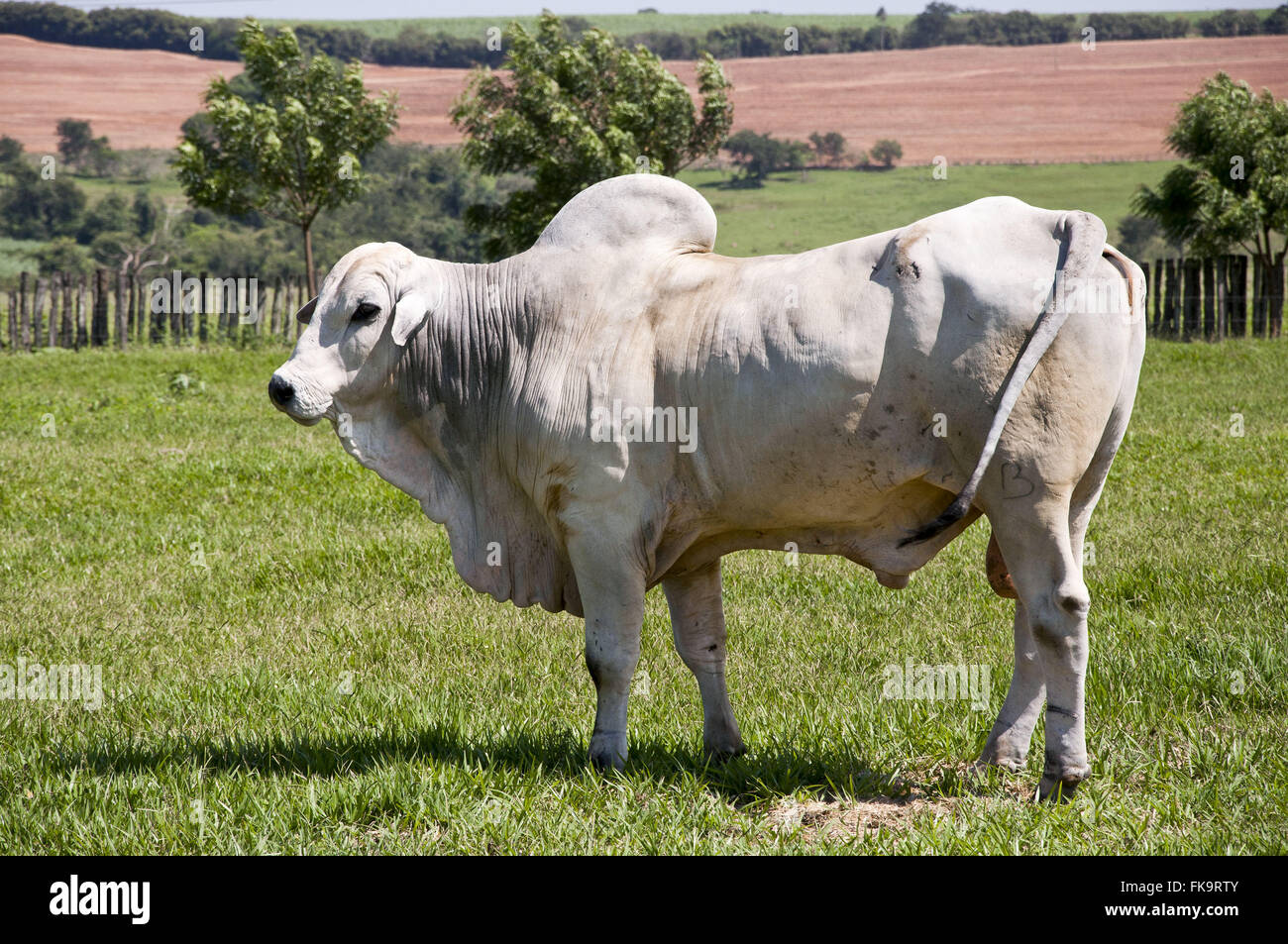 Zebu hi-res stock photography and images - Alamy