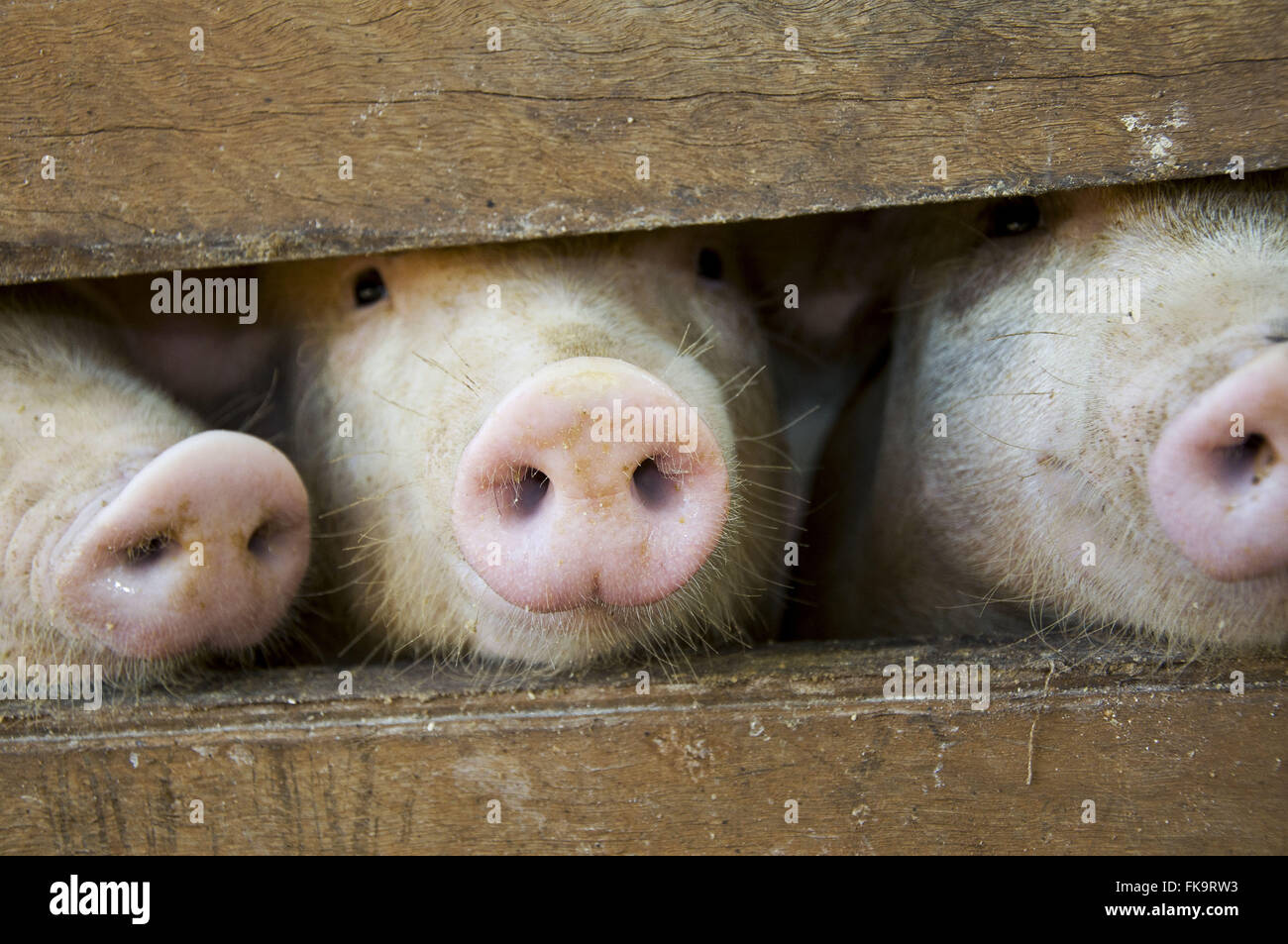 Breeding piglets hi-res stock photography and images - Alamy