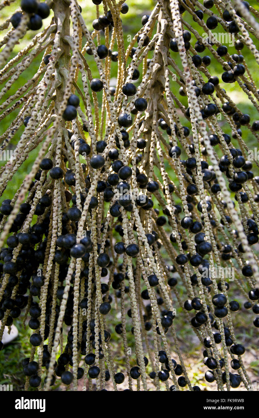 Bunch of acai Stock Photo - Alamy