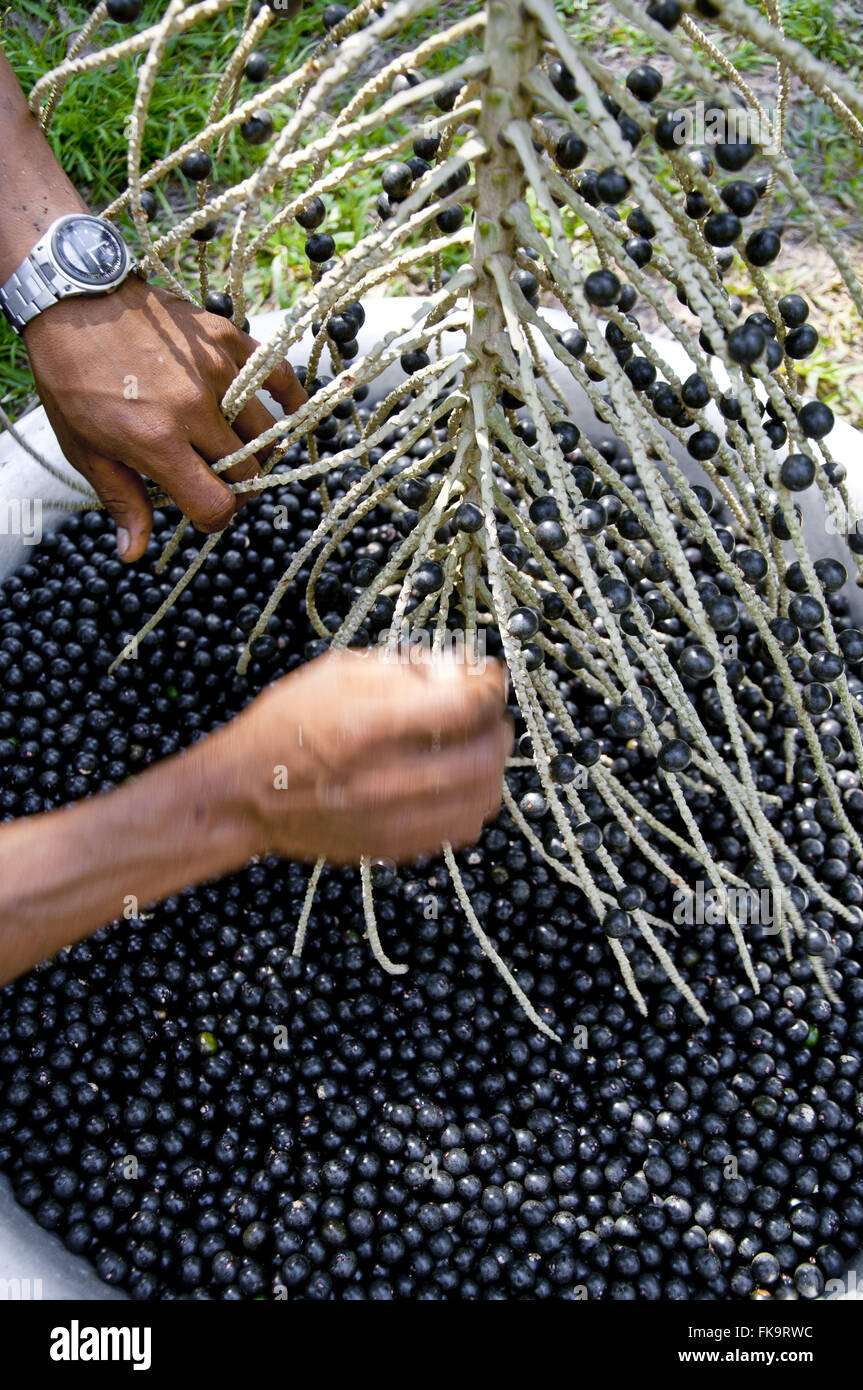 Picking acai fruit hi-res stock photography and images - Alamy