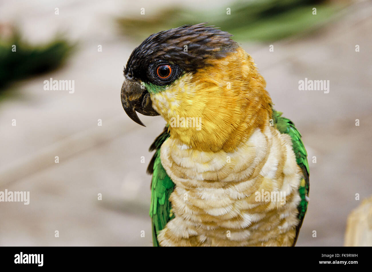 Parakeet feathers hi-res stock photography and images - Alamy