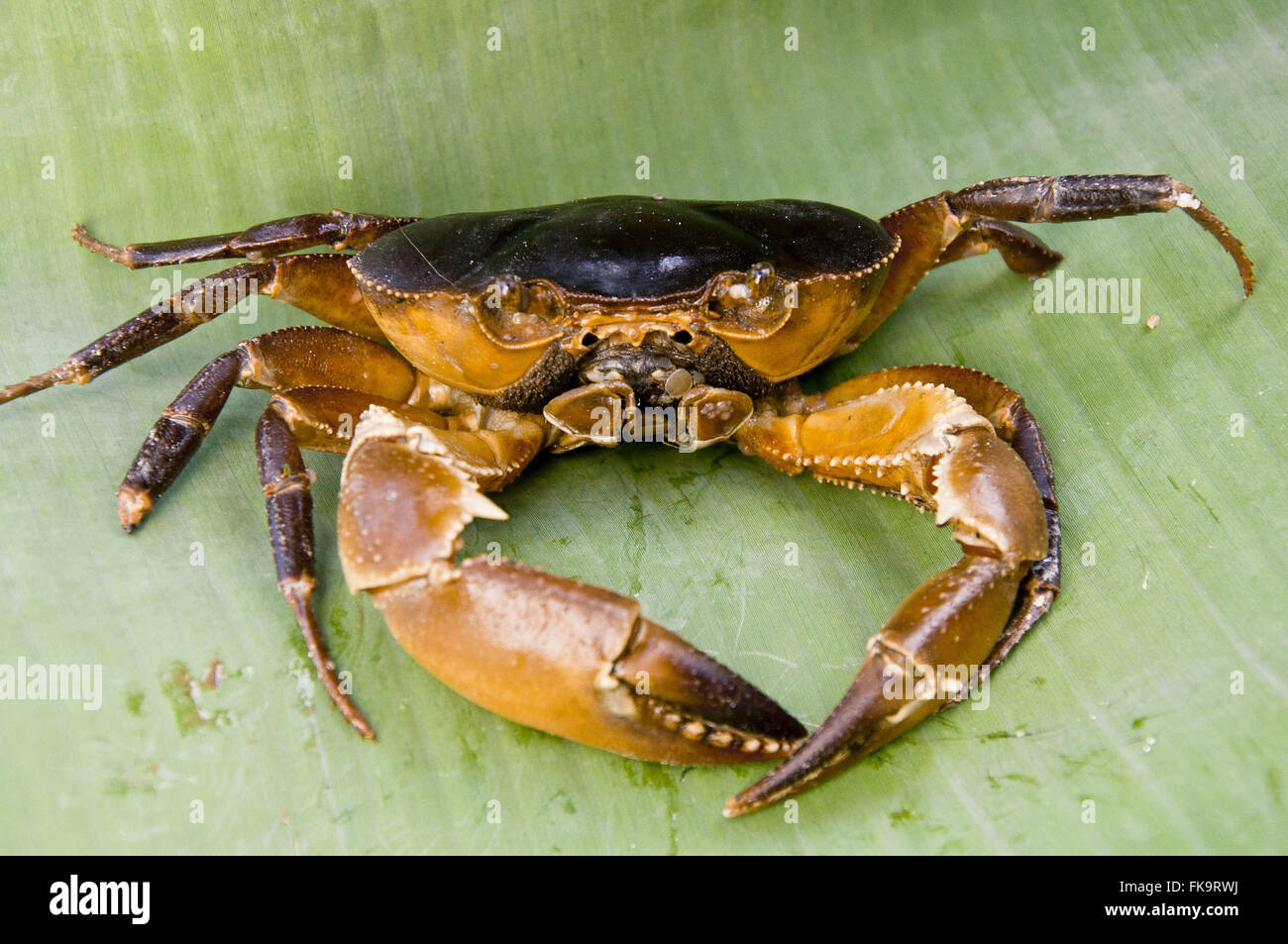Crab brazil hi-res stock photography and images - Alamy