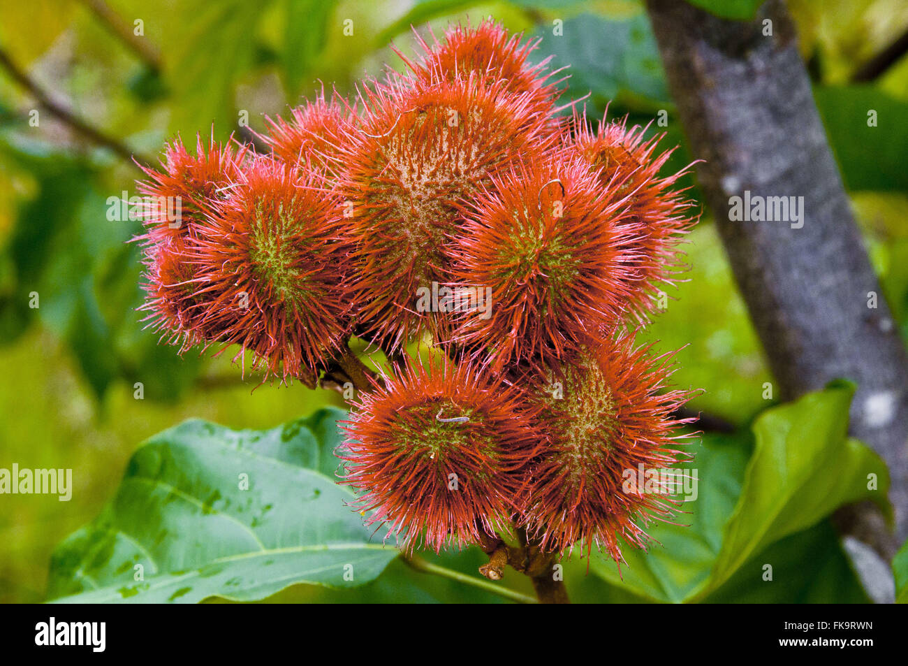 Orellana Stock Photos & Orellana Stock Images - Alamy