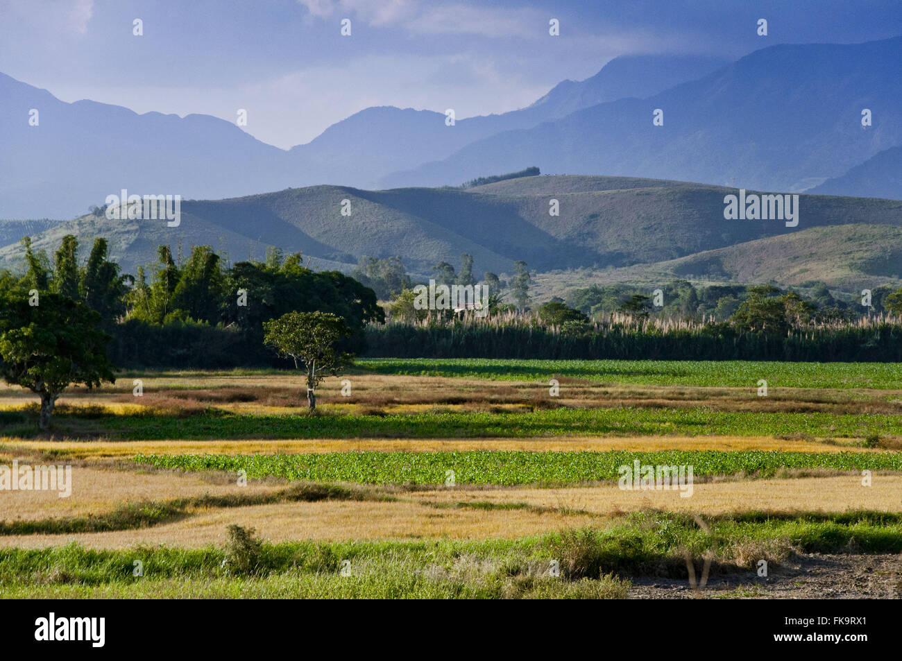 Planting corn in a farm in the region of Vale do Paraiba Stock Photo ...