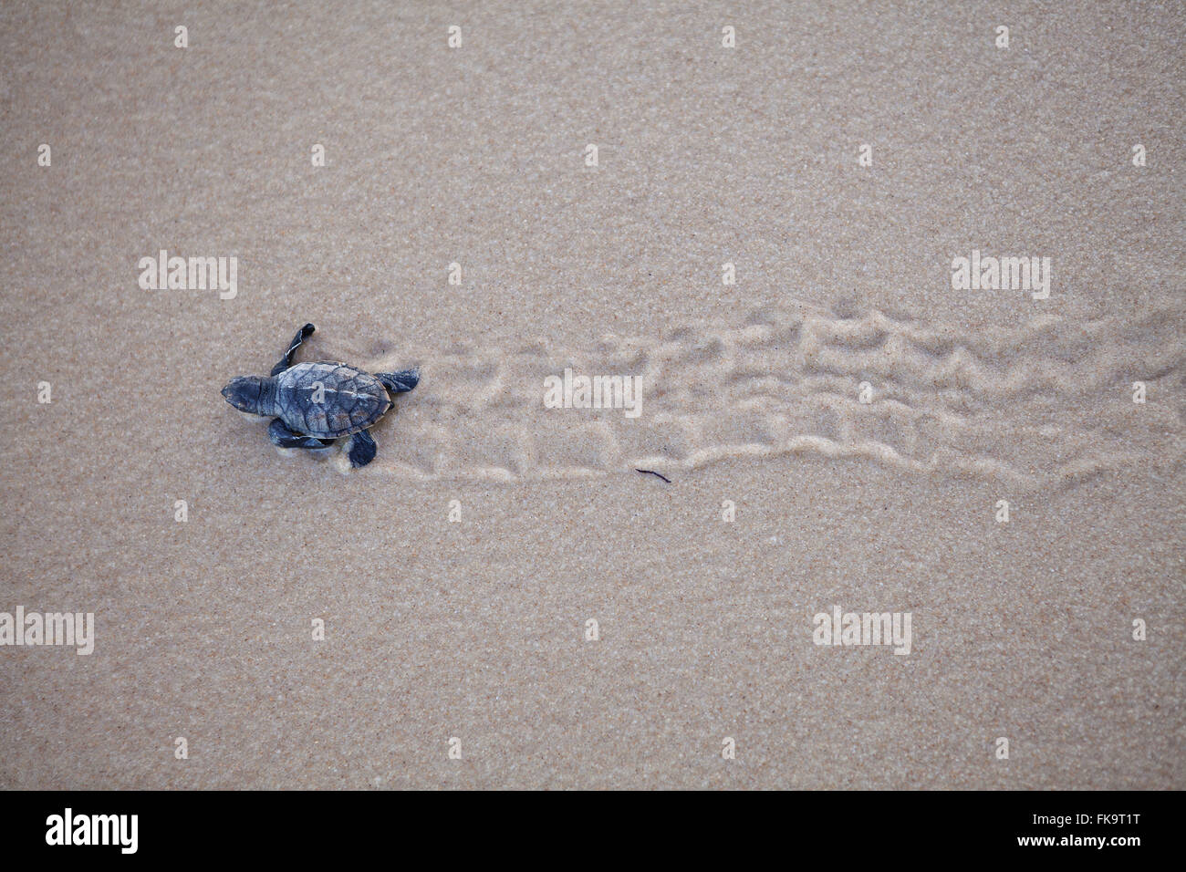Loggerhead sea turtle hi-res stock photography and images - Alamy