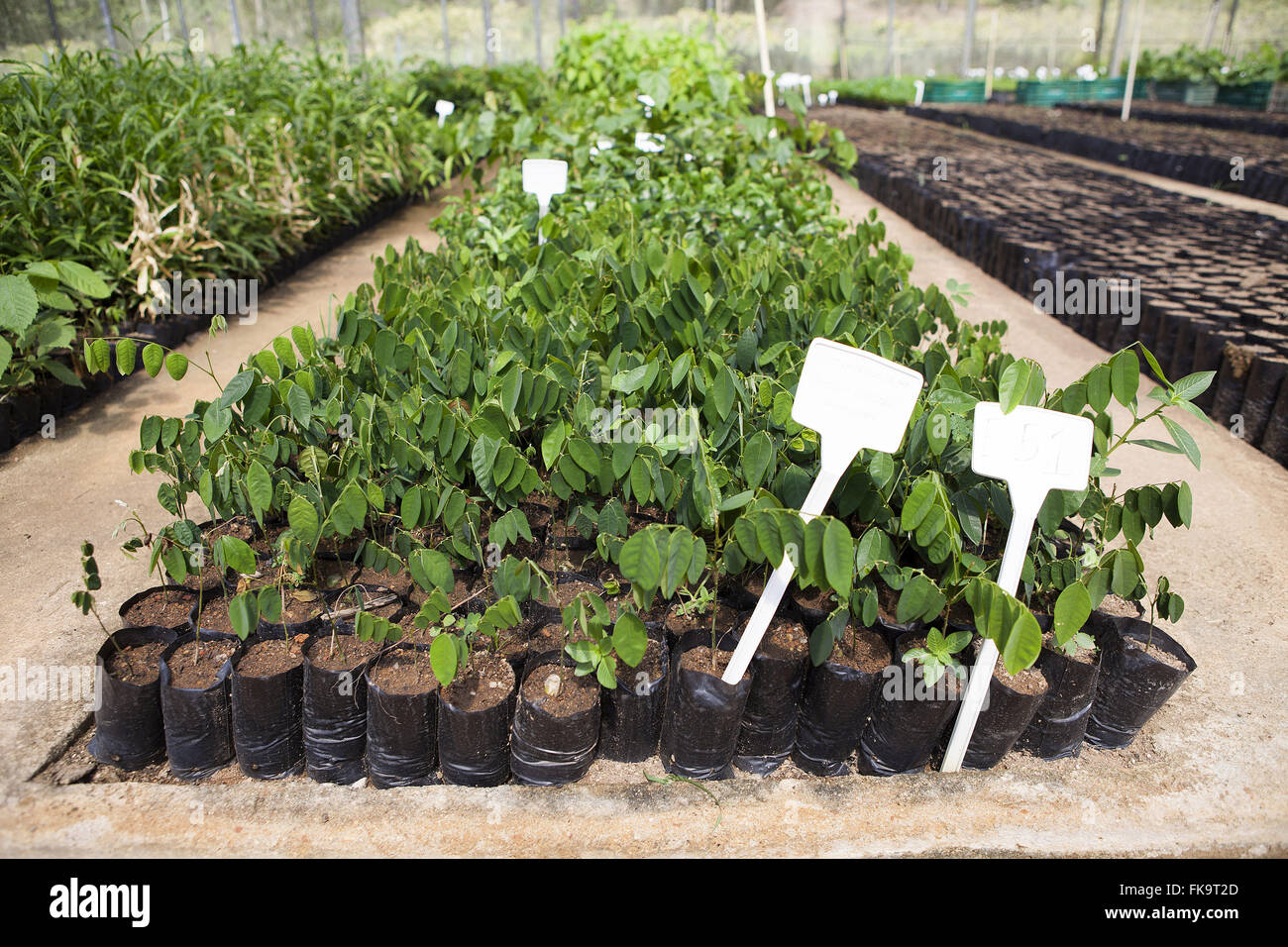 Greenhouse with seedlings of rain forest for reforestation in rural ...