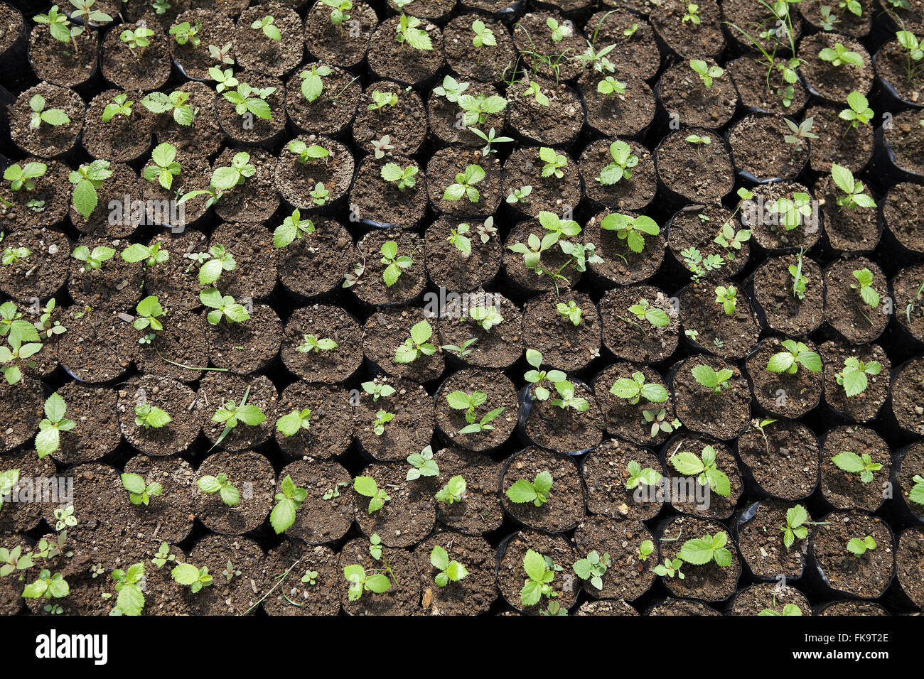 Greenhouse seedling for reforestation hi-res stock photography and ...