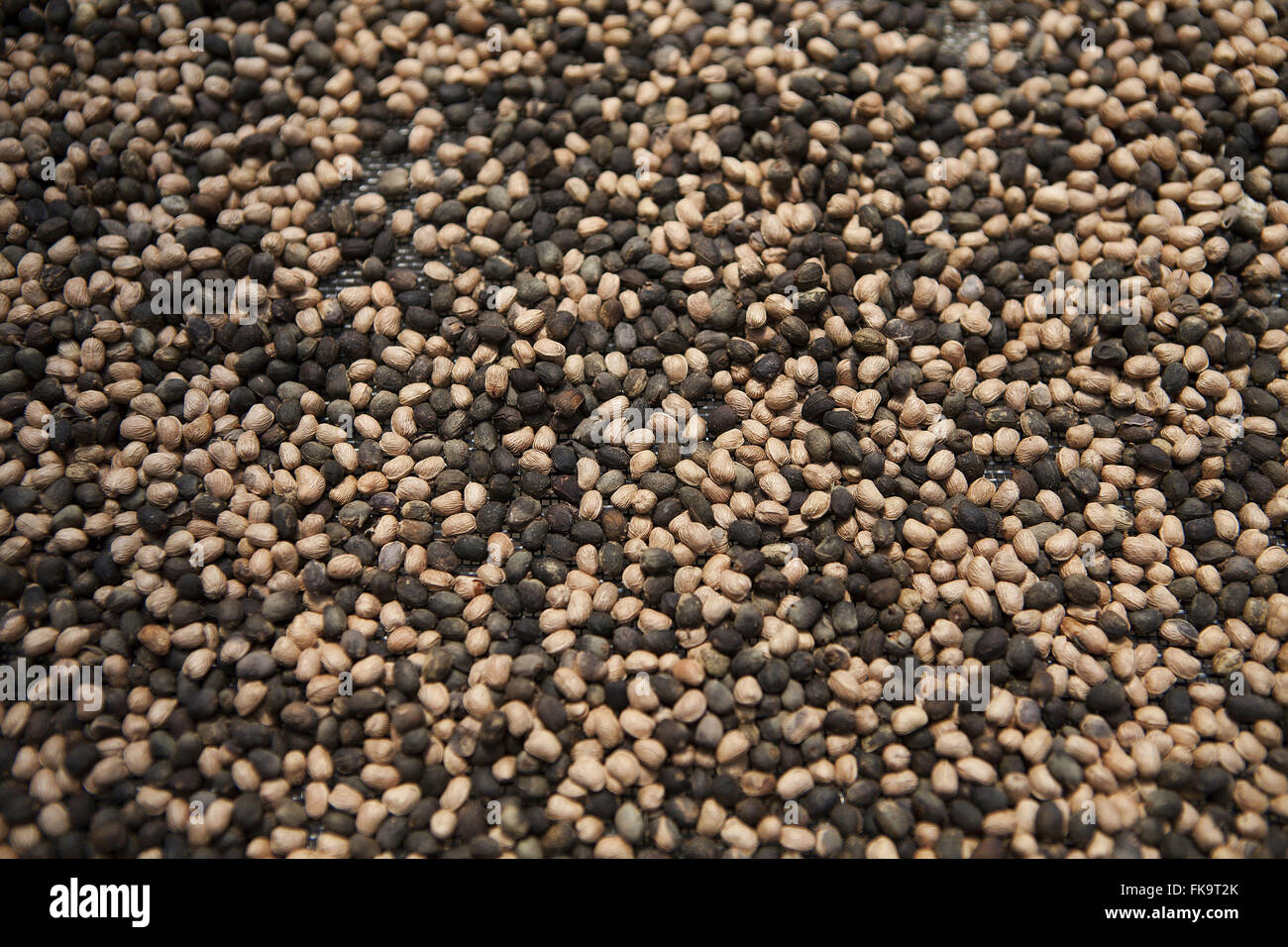 Seeds carrapeta in farm planting rain forest for reforestation Stock ...