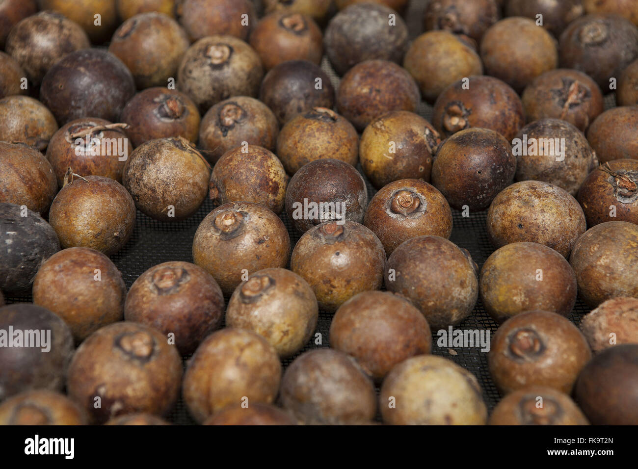 Mata atlantica fazenda hi-res stock photography and images - Alamy