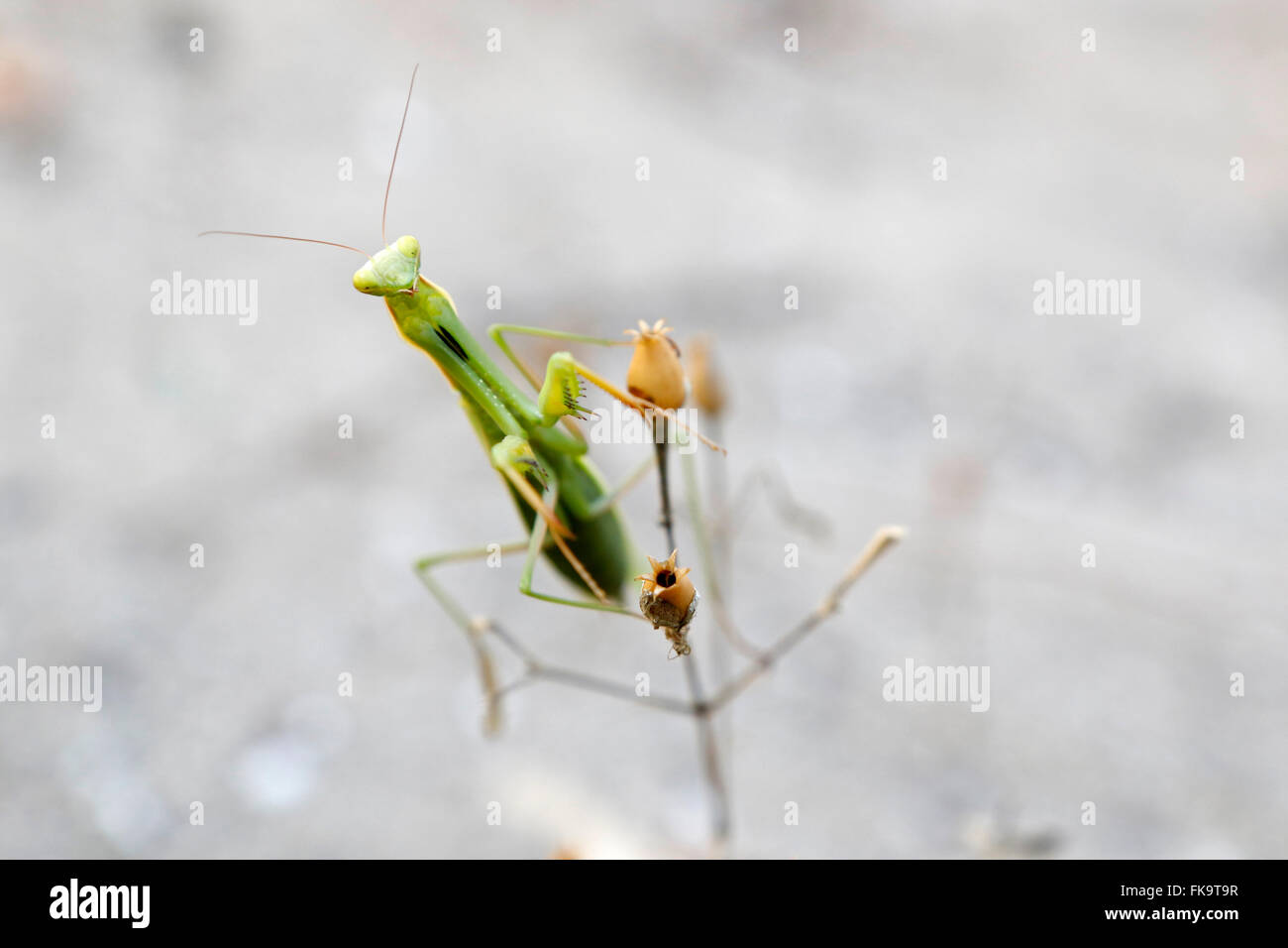 Species of praying mantis hi-res stock photography and images - Alamy