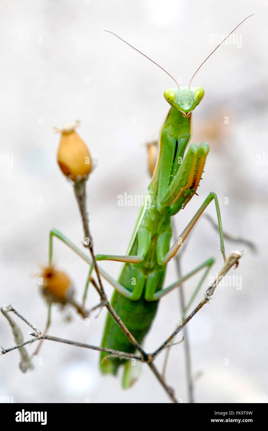 Praying Mantis standing on the dry flower Stock Photo - Alamy