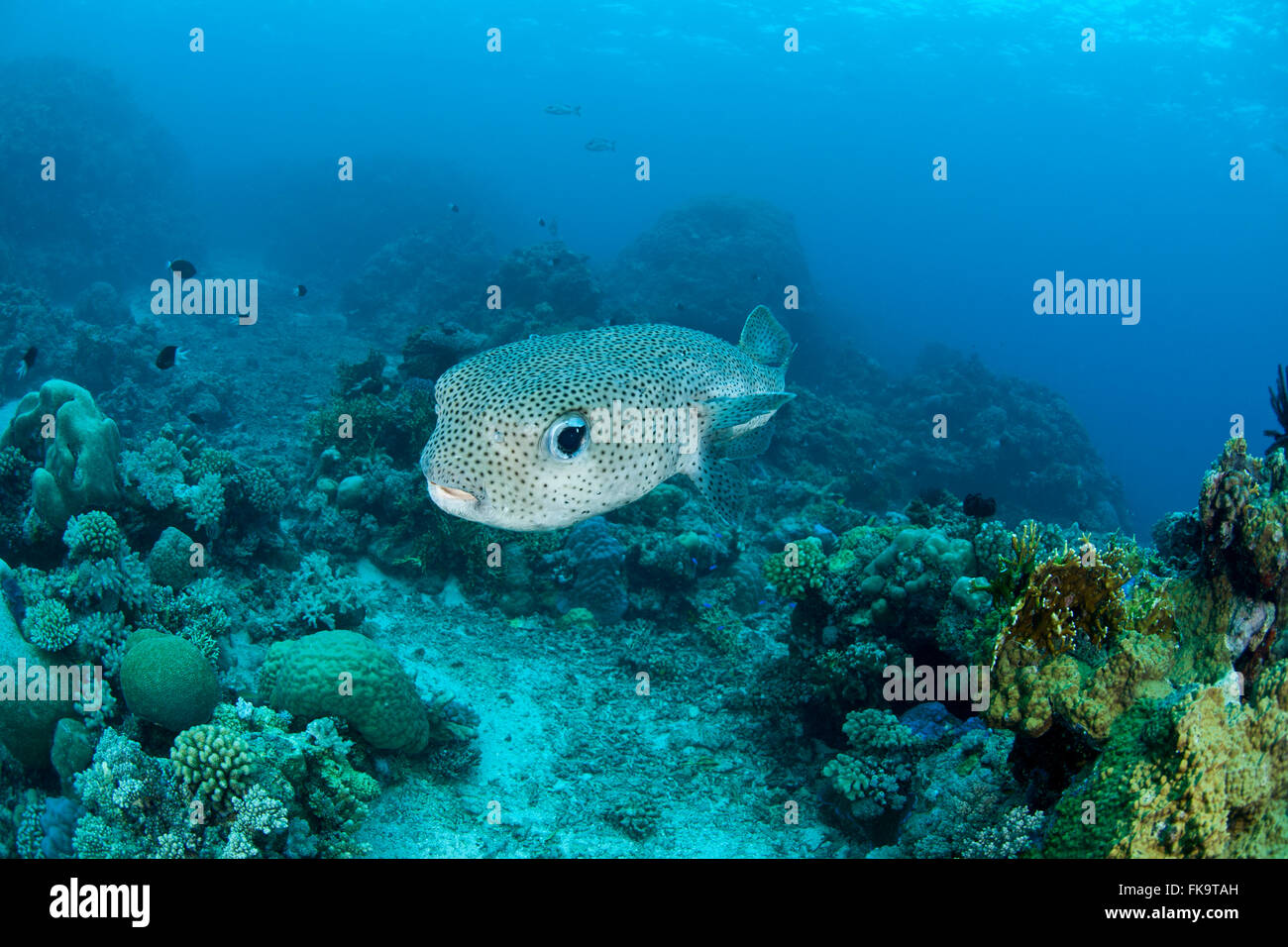 Pufferfish colour hi-res stock photography and images - Alamy
