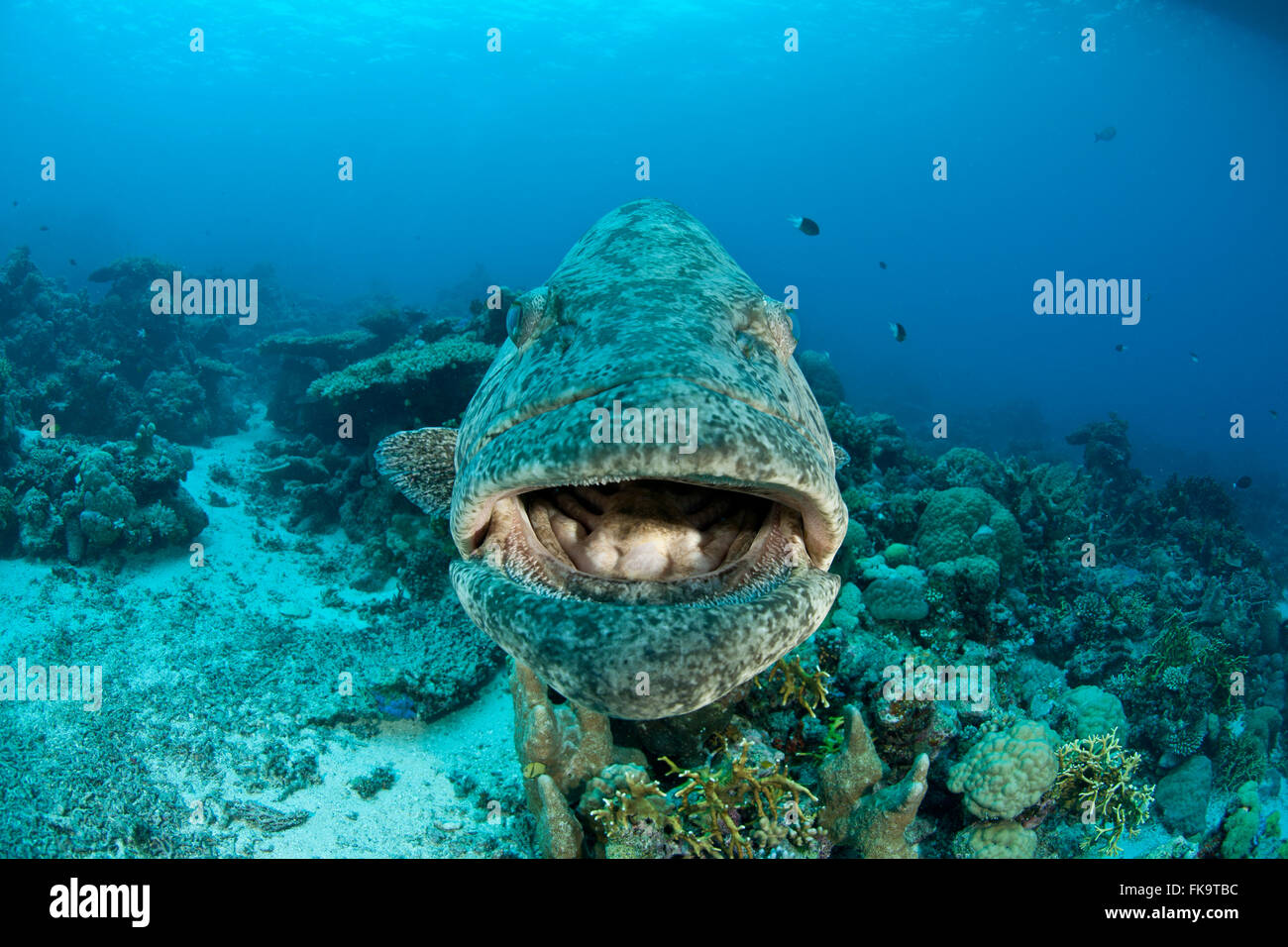 Underwater potato cod hi-res stock photography and images - Alamy