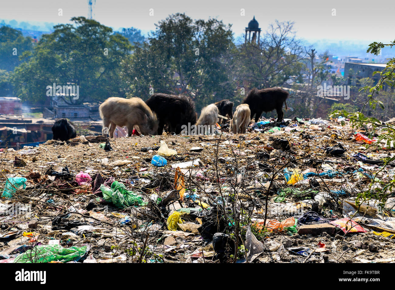 Pigs eating rubbish on rubbish tip close to Fatehpur Sikri, UNESCO ...
