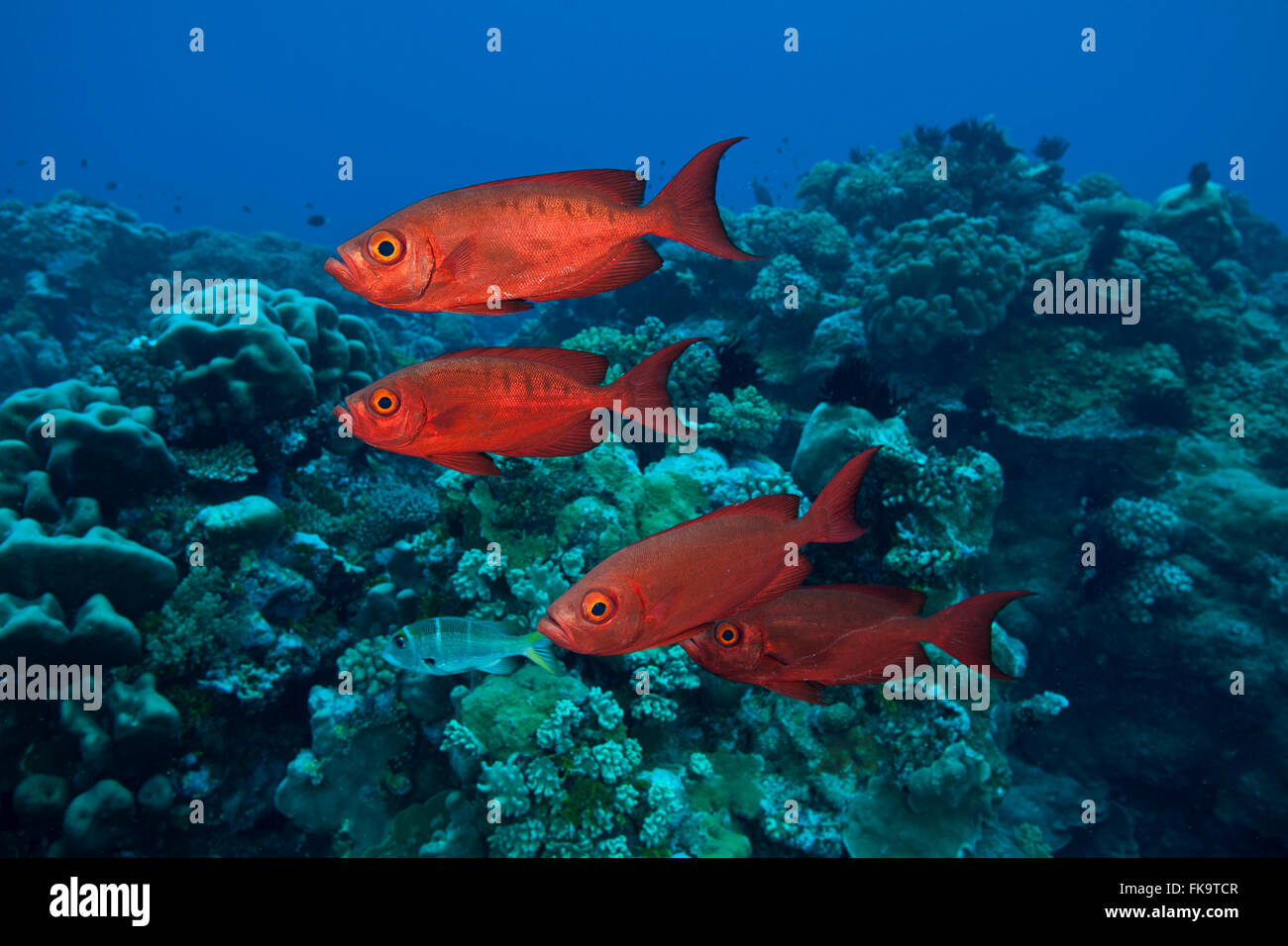 Lunar-tailed bigeye Priacanthus hamrur Stock Photo - Alamy