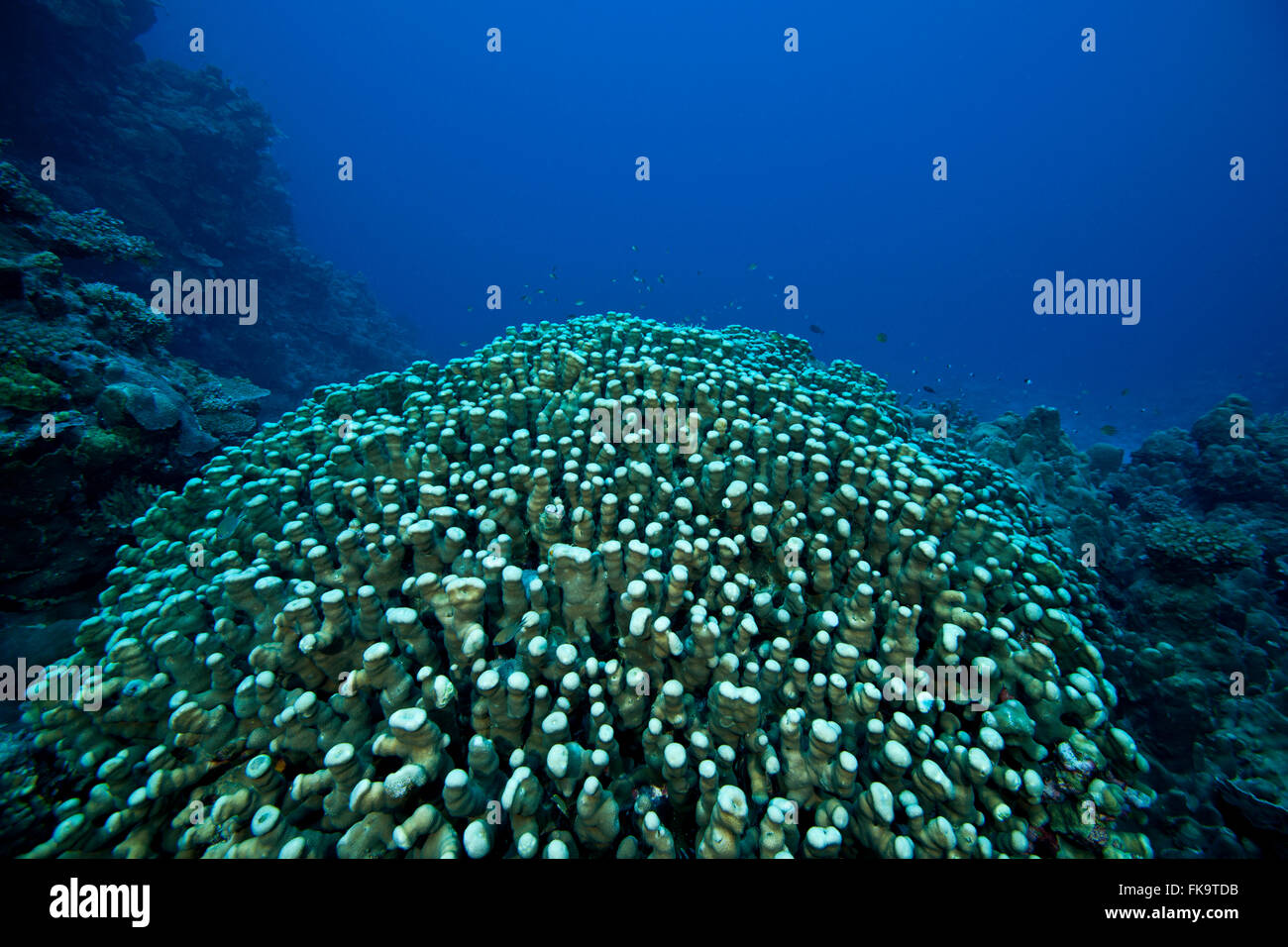 Coral head {Pavona clavus} Stock Photo - Alamy
