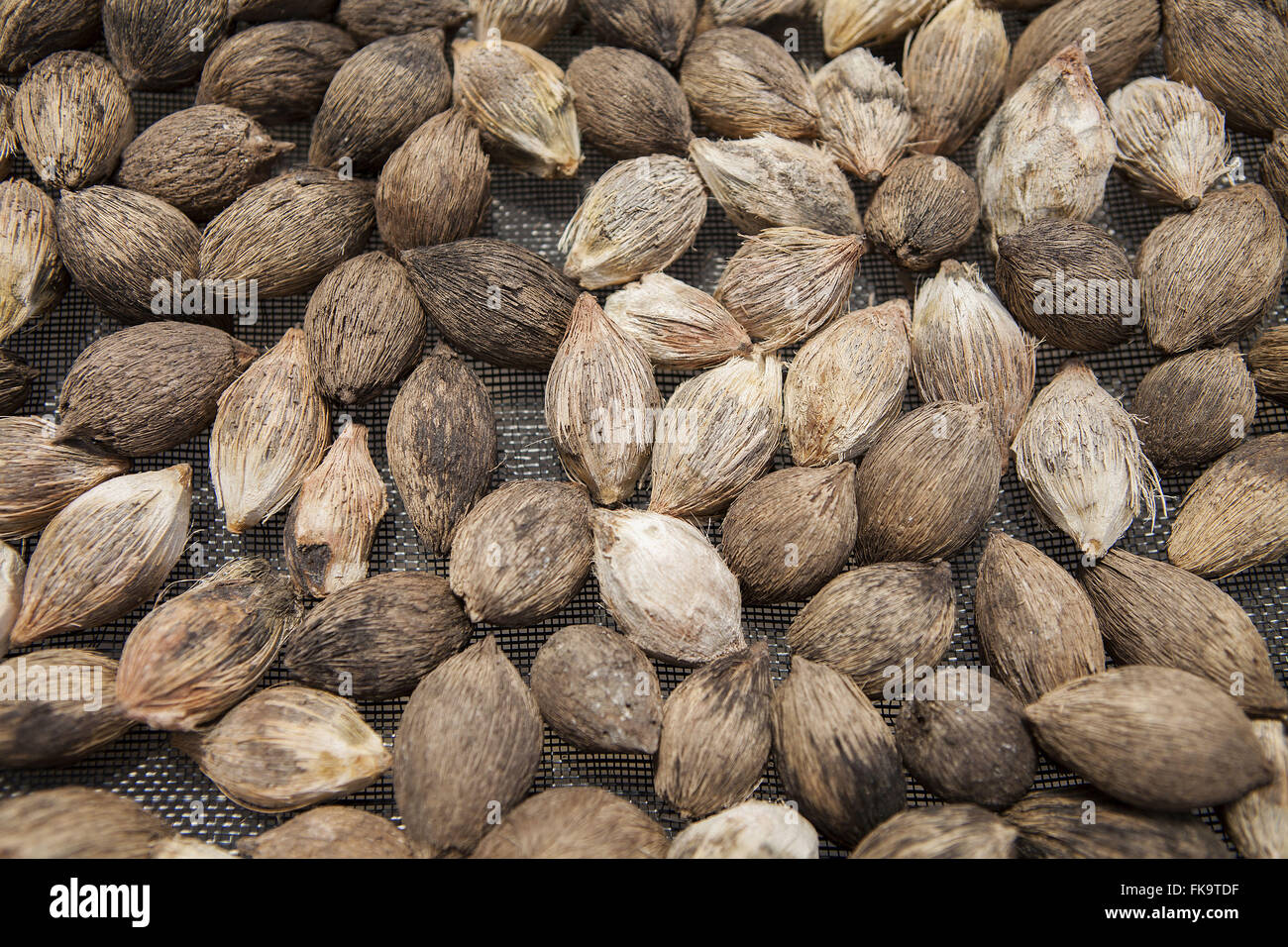 Seeds guariroba in farm planting rain forest for reforestation Stock ...