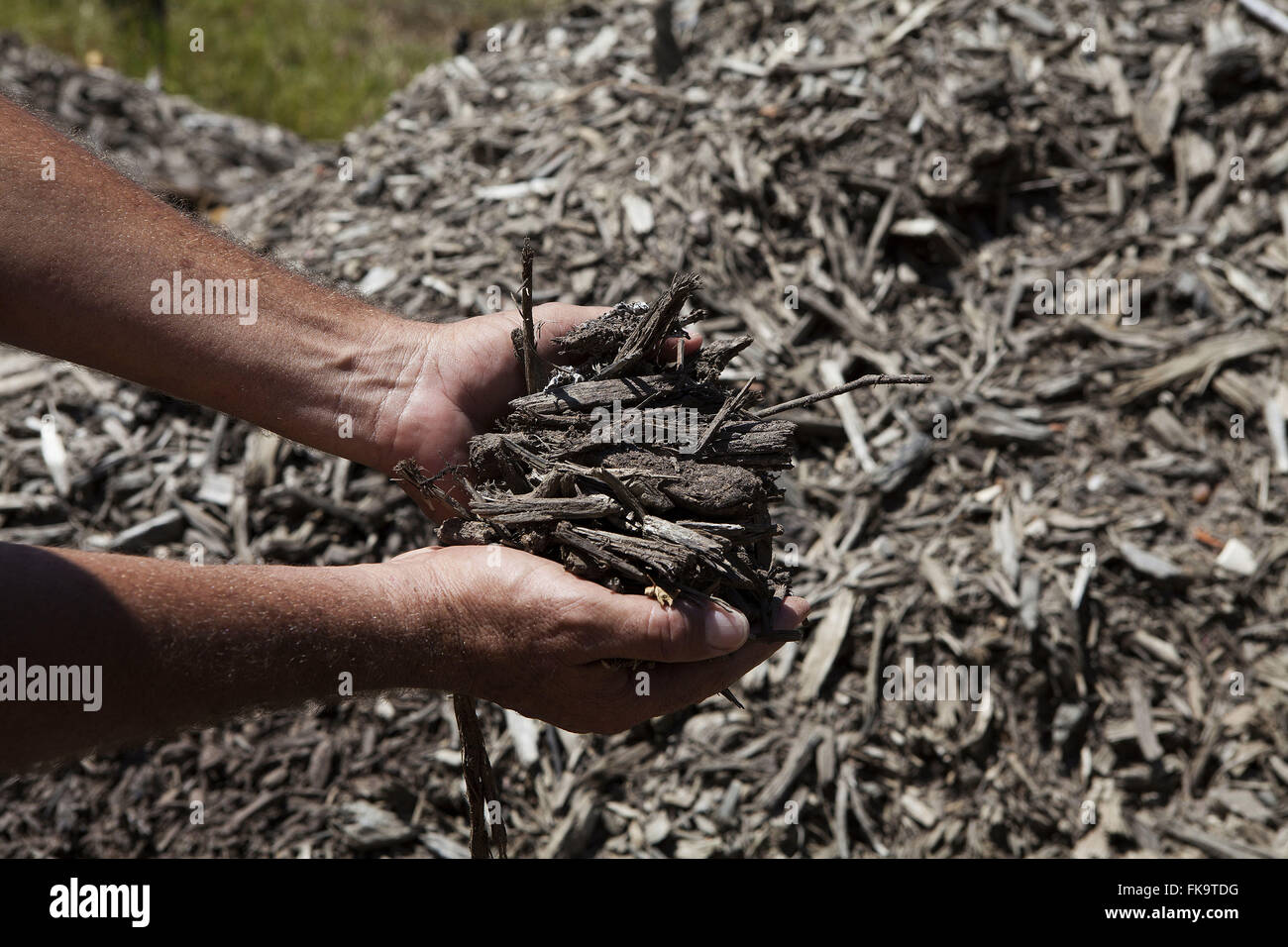 Composting of waste in farm planting rain forest for reforestation ...