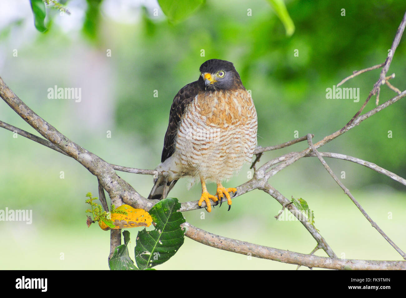 Roadside hawk hi-res stock photography and images - Alamy