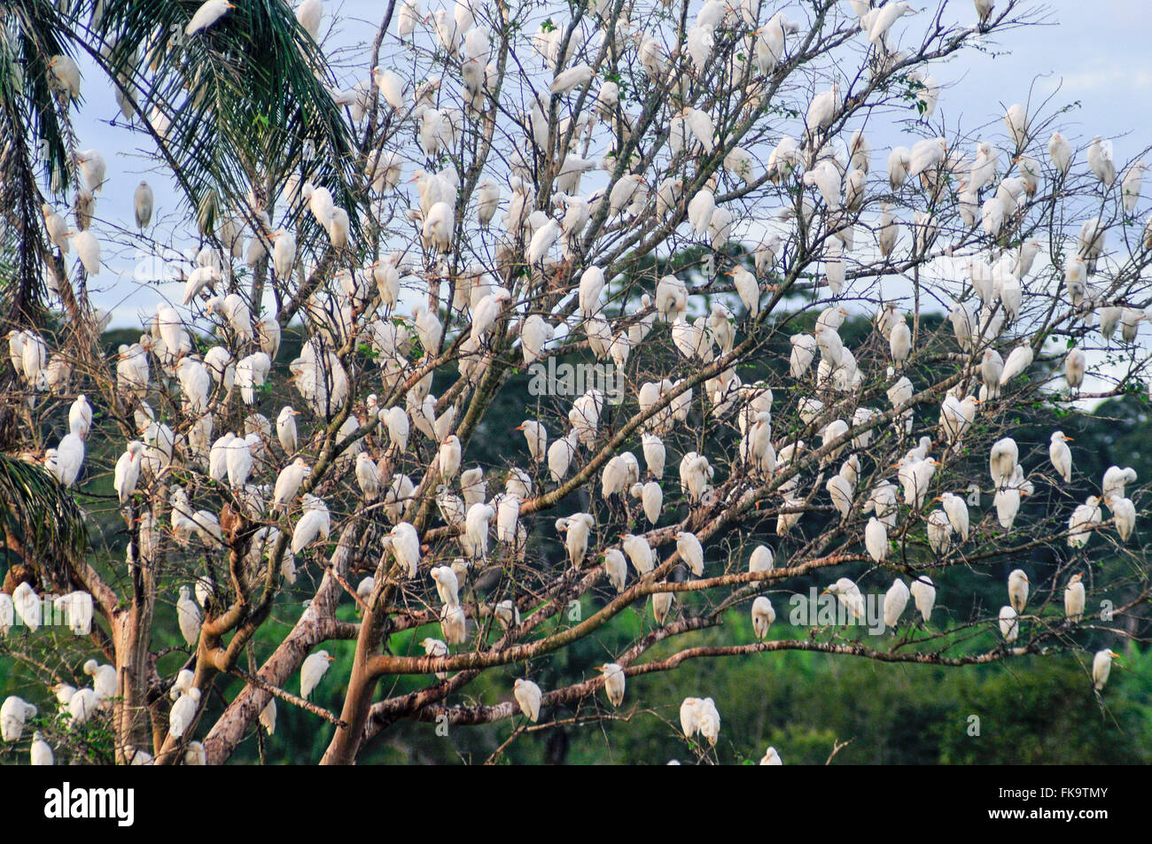 Egrets in small-tree - Egretta thula Stock Photo - Alamy