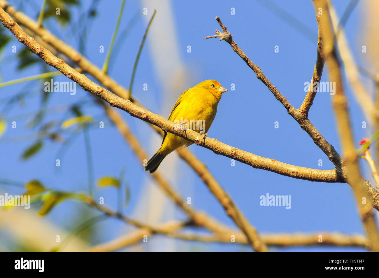 Canario hi-res stock photography and images - Alamy