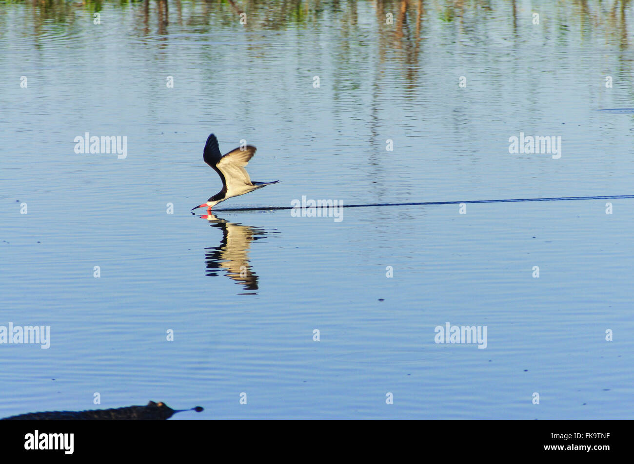 Skimmer - also known by cut-water, skimmer-black, fire-sea skimmer ...